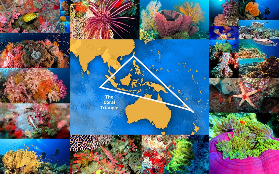 The Coral Triangle: A Hotspot For Marine Biodiversity - Orcanation